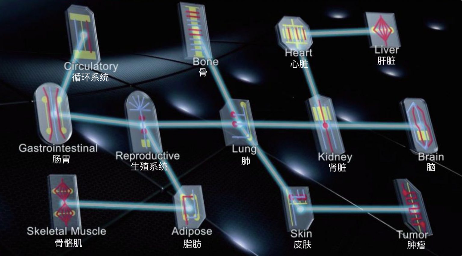 FluidicLab提供各类标准微流控芯片/标准器官芯片/标准类器官芯片及设计定制服务 - FluidicLab微流控实验室_值得您信赖的微流 ...