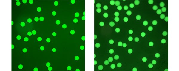 微流控技术前沿：如何制作适用于10X Genomics体系的barcode gel beads？ - FluidicLab微流控实验室_值得您 ...
