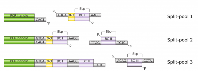 微流控技术前沿：如何制作适用于10X Genomics体系的barcode gel beads？ - FluidicLab微流控实验室_值得您 ...